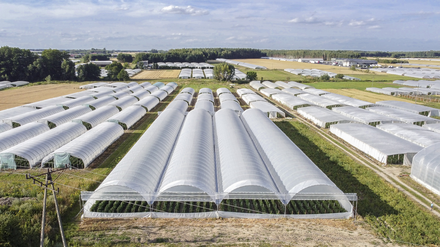 Niezbędne w uprawie papryki, cz. II – tunele, podłoża, wielodniczki i odmiany - Warzywa Polowe