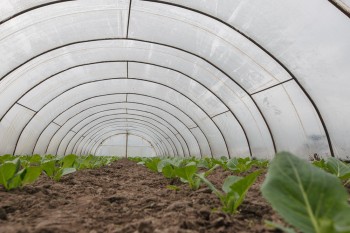 Najwcześniejsze warzywa - sezon rozpoczęty - Warzywa Polowe
