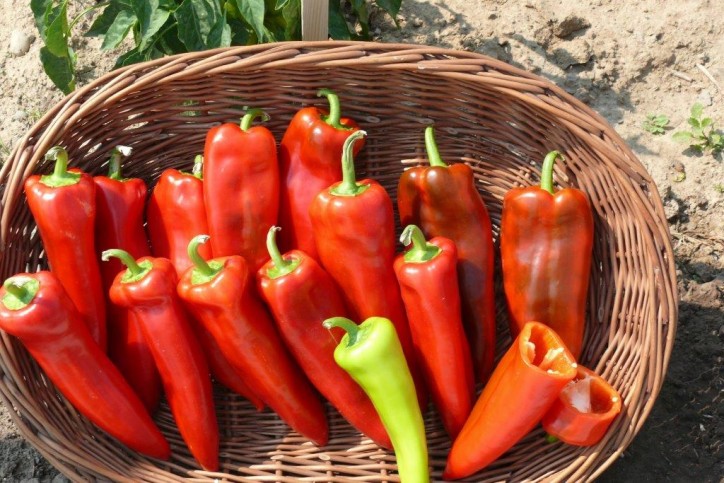 Papryka stożkowa do uprawy w polu lub w tunelach - Warzywa Polowe