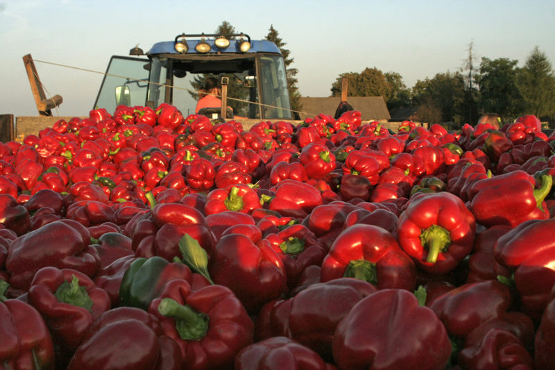 ABC uprawy papryki gruntowej. Cz I - produkcja rozsady - Warzywa Polowe