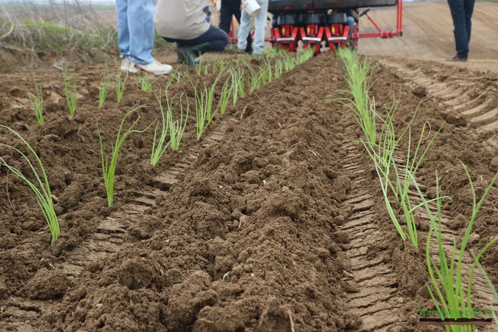 Sadzenie cebuli z rozsady - FILM - Warzywa Polowe