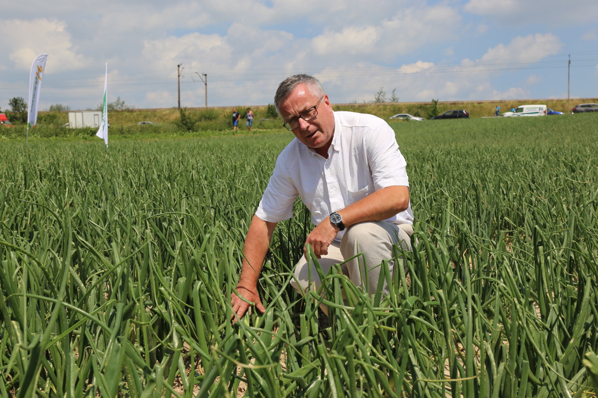 Cebula z rozsady (cz. I) – agrotechniczne rekomendacje - Warzywa Polowe