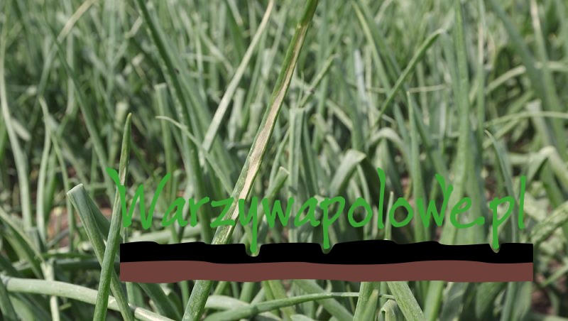 Stemphylium na plantacjach cebuli! - Warzywa Polowe