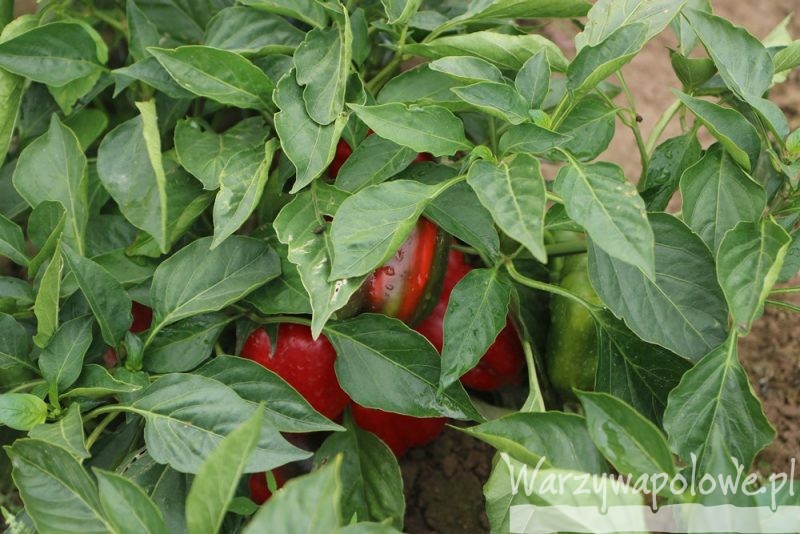 Warzywa polowe pod Lublinem (cz. 2) - Warzywa Polowe