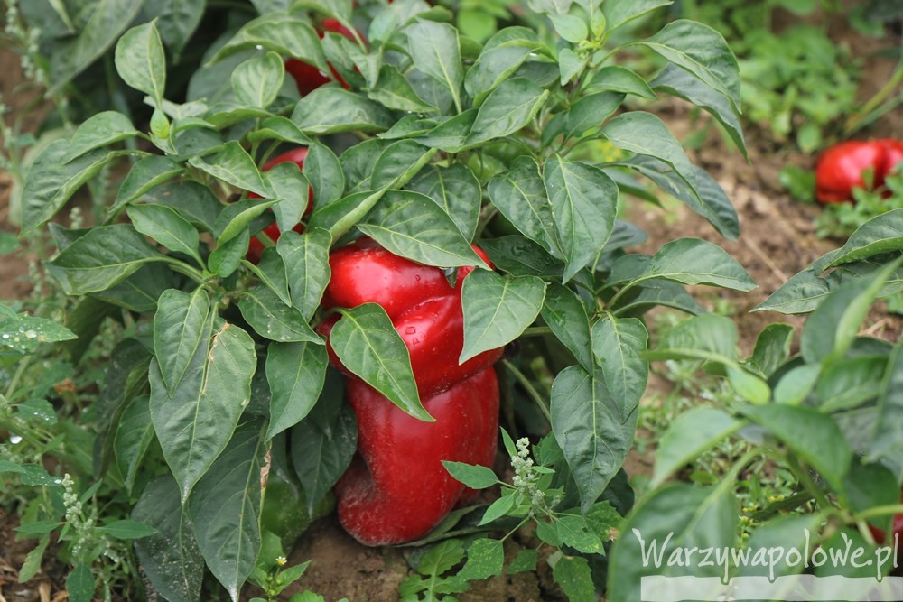 Warzywa polowe pod Lublinem (cz. 2) - Warzywa Polowe