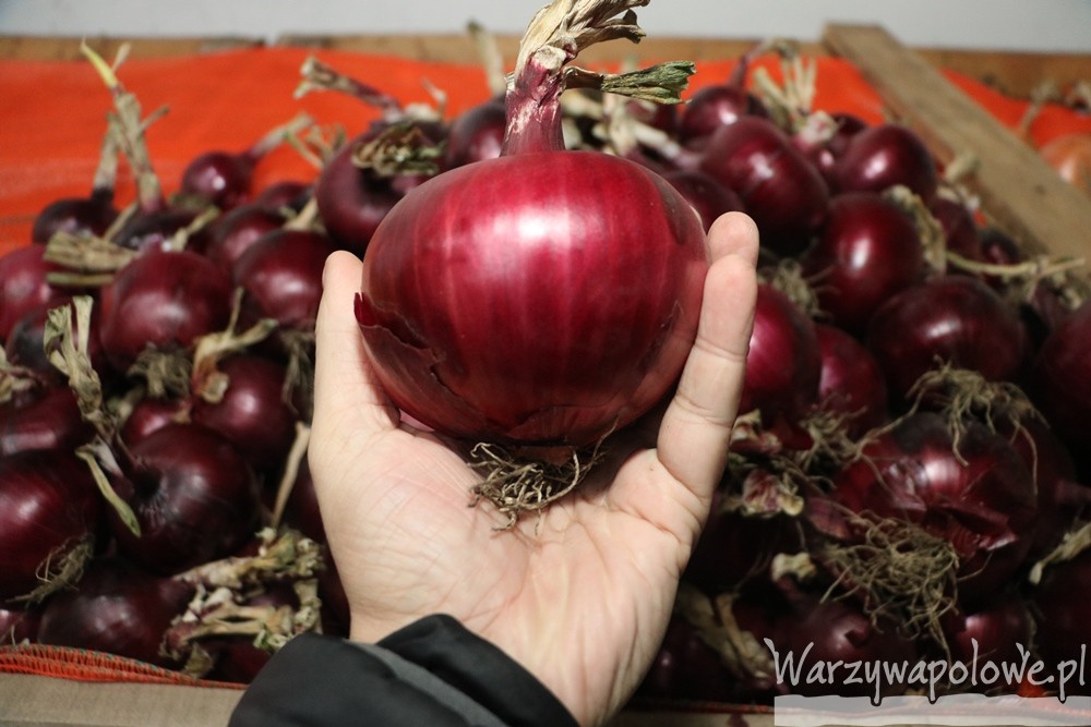 Cebula w przechowalni na Konferencji Cebulowej, cz. II - Warzywa Polowe