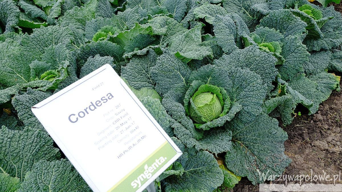 Ochrona kapusty i przeciwdziałanie kile kapusty - Warzywa Polowe