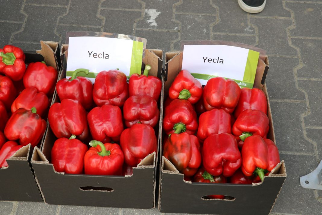 Odmiany papryki, które warto uprawiać w tunelach - Warzywa Polowe