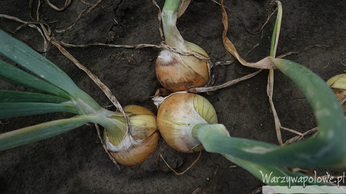 Niezawodne odmiany cebuli w sezonie 2019 - Warzywa Polowe
