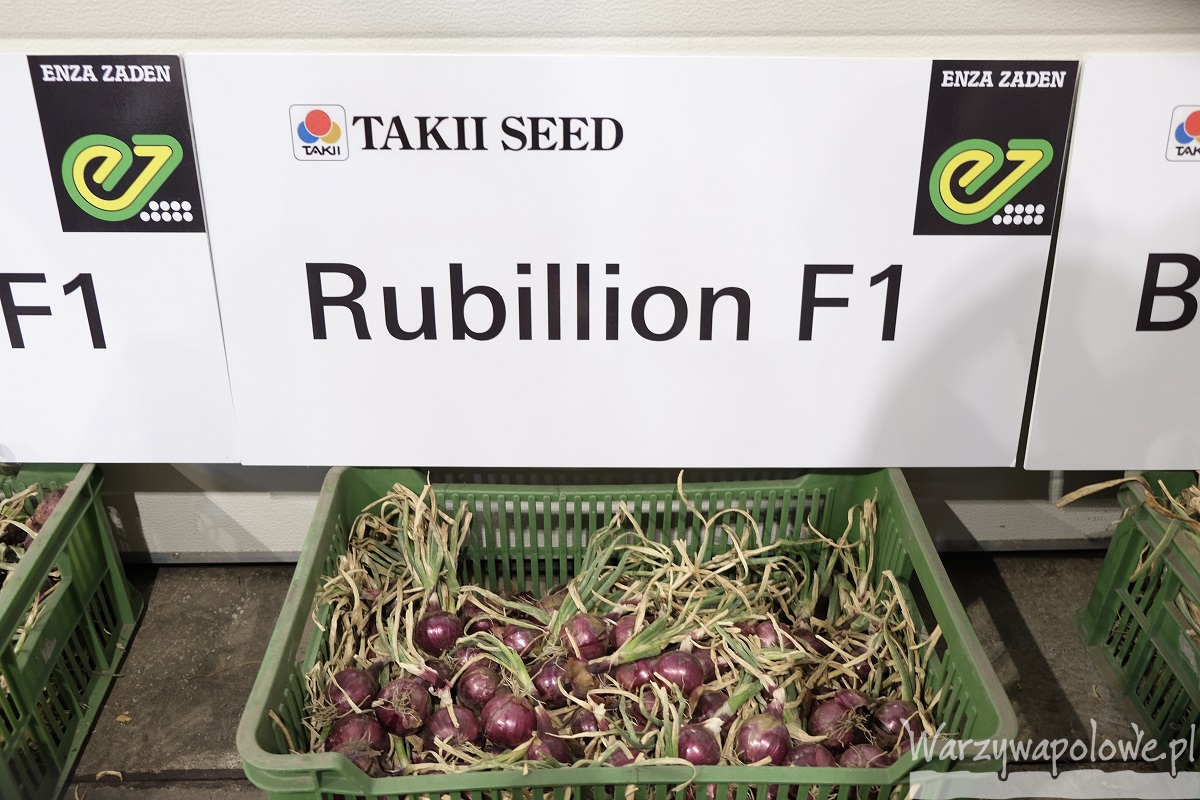 Plon cebuli - Cebula - w kierunku w wysokich plonów - Warzywa Polowe