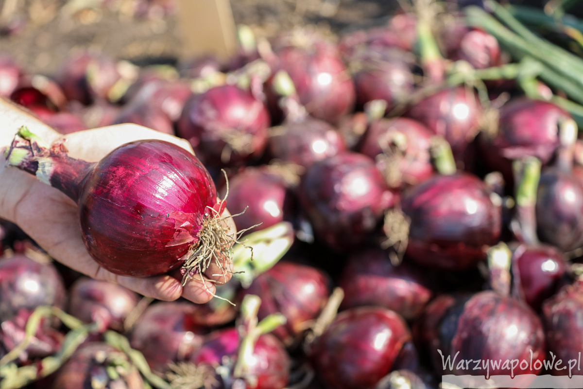 Cebula czerwona – przegląd odmian - Warzywa Polowe
