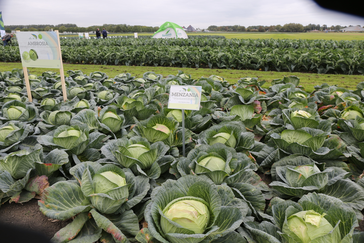 Seminis na polach pokazowych w Holandii - Warzywa Polowe