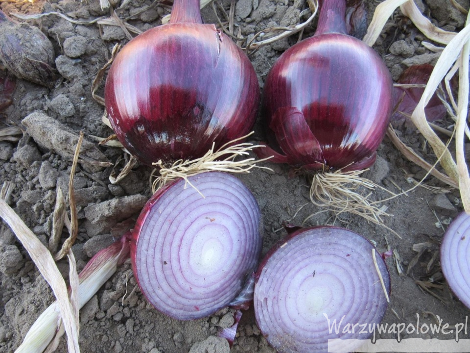 Cebula czerwona – przegląd odmian - Warzywa Polowe