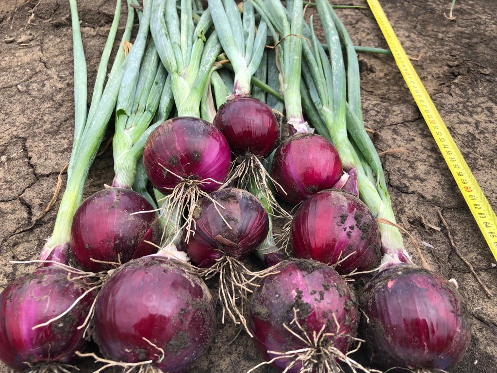 Cebula czerwona – przegląd odmian - Warzywa Polowe