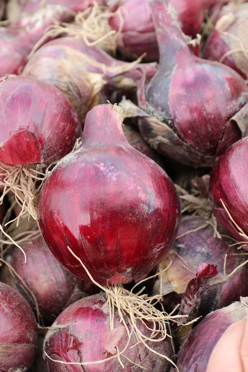Cebula czerwona – przegląd odmian - Warzywa Polowe