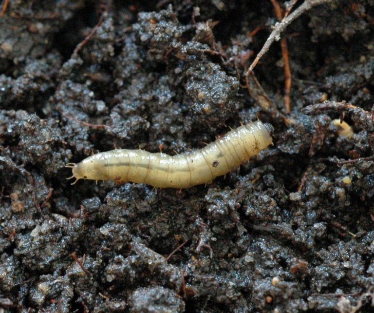 Przed siewem warzyw i kukurydzy wykonaj odkrywki glebowe - Warzywa Polowe