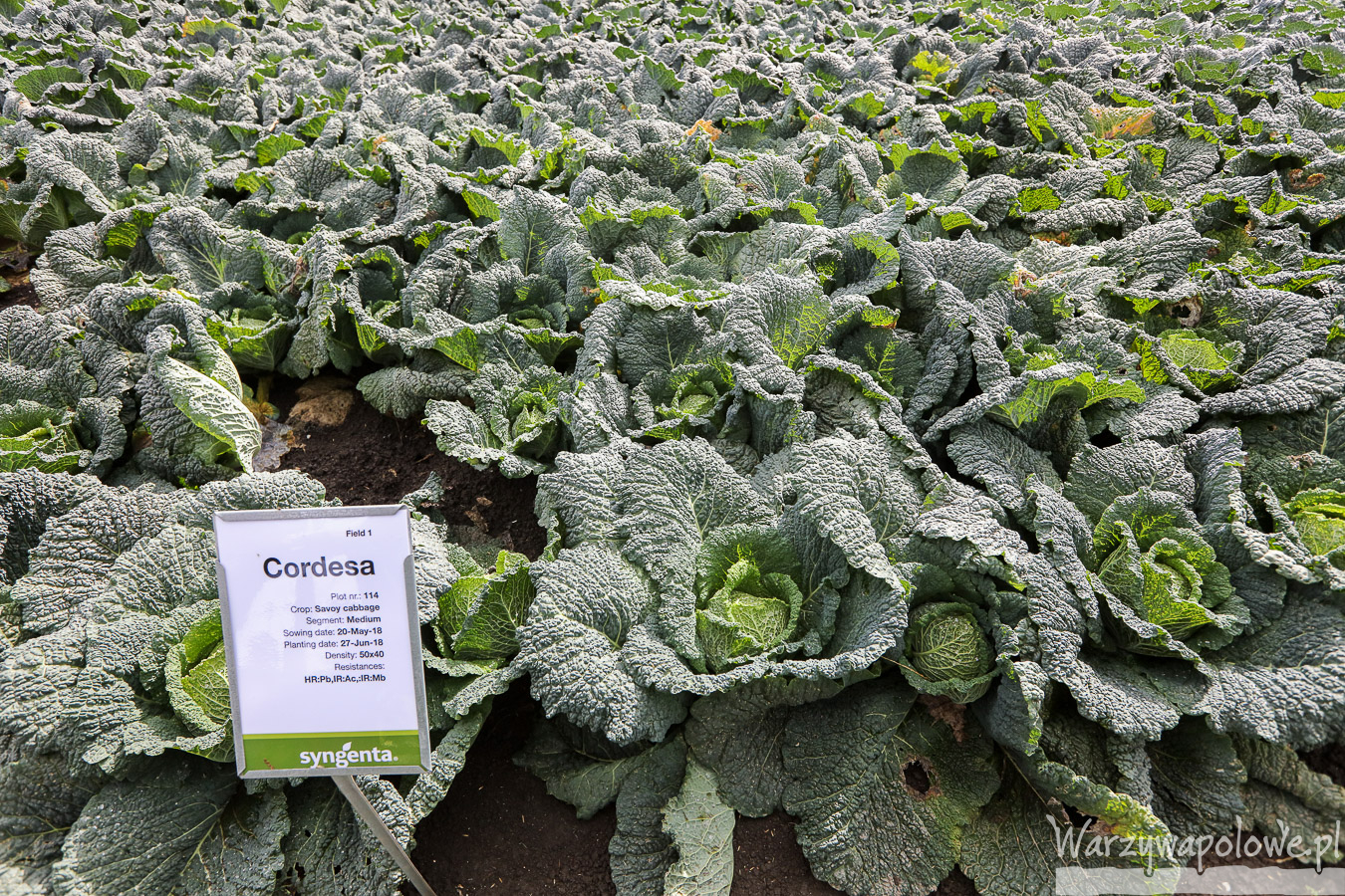 Kiła kapusty - występowanie, zapobieganie, ochrona - Warzywa Polowe