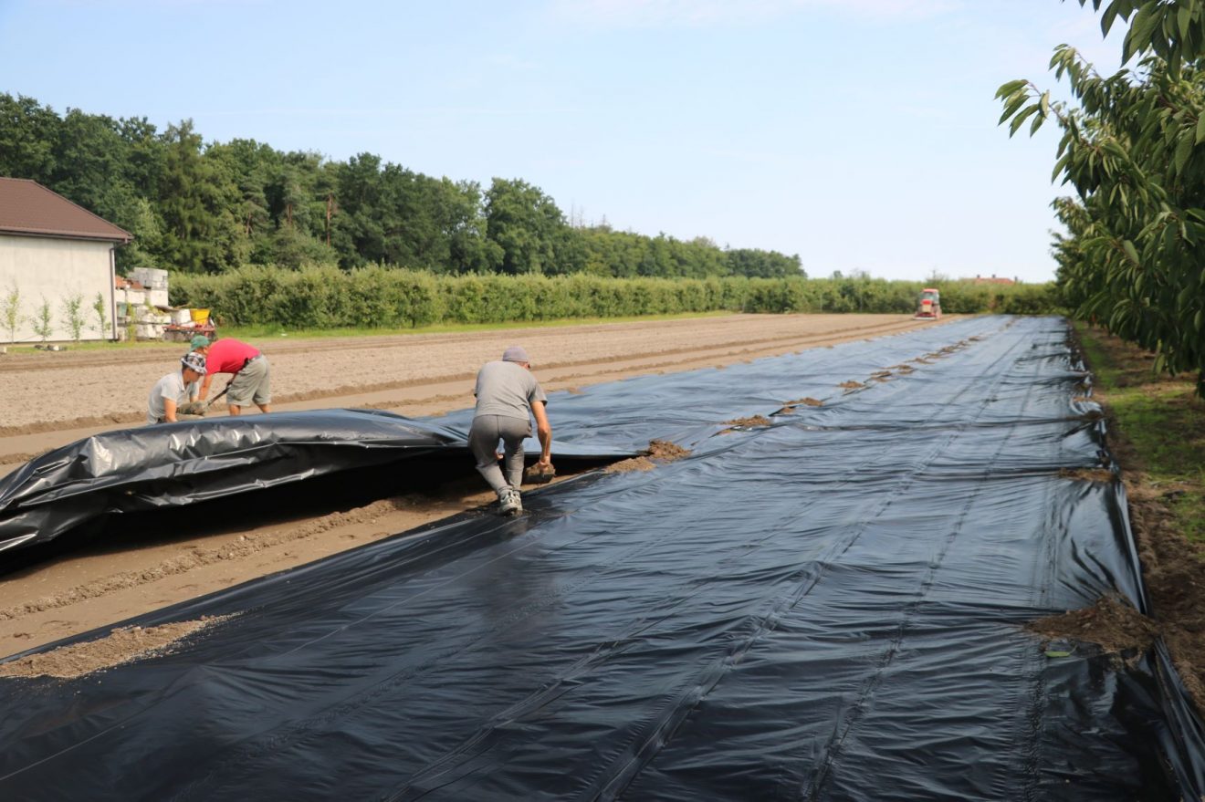 Efektywne odkażanie gleby - Warzywa Polowe