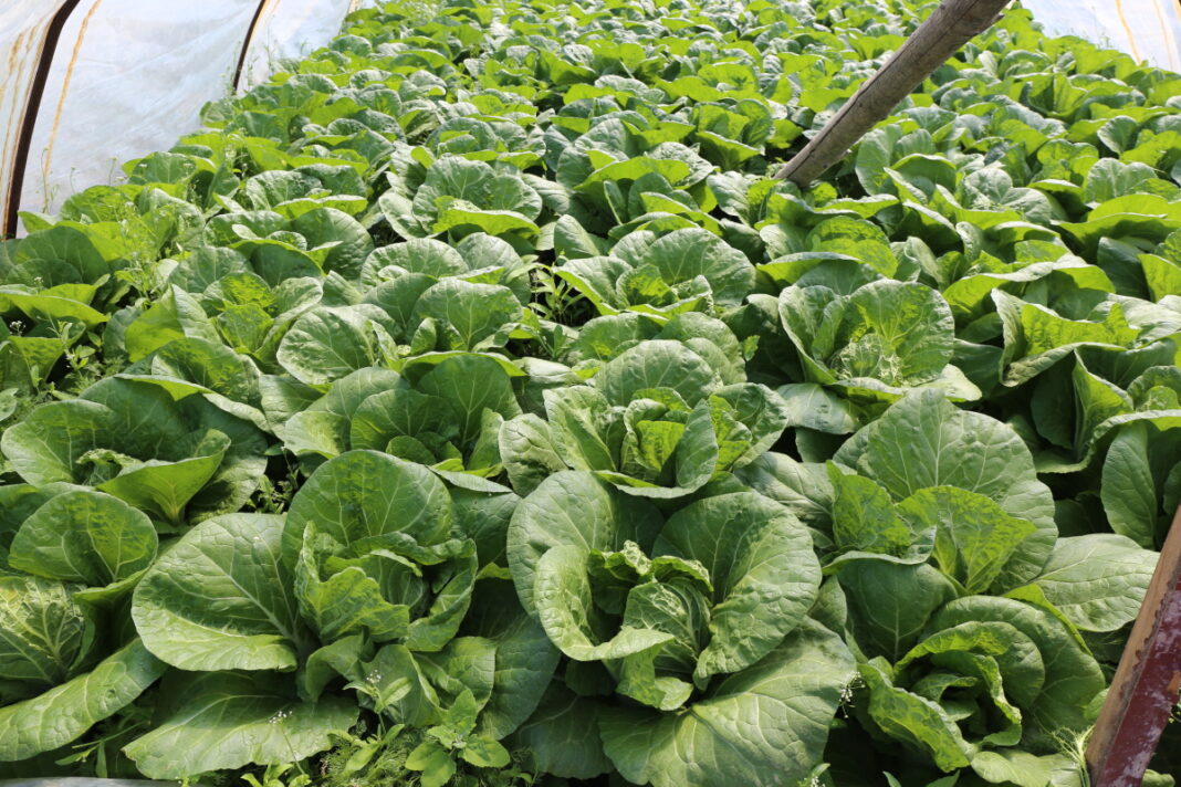 Kapusta pekińska - nowe odmiany do uprawy tunelowej - Warzywa Polowe