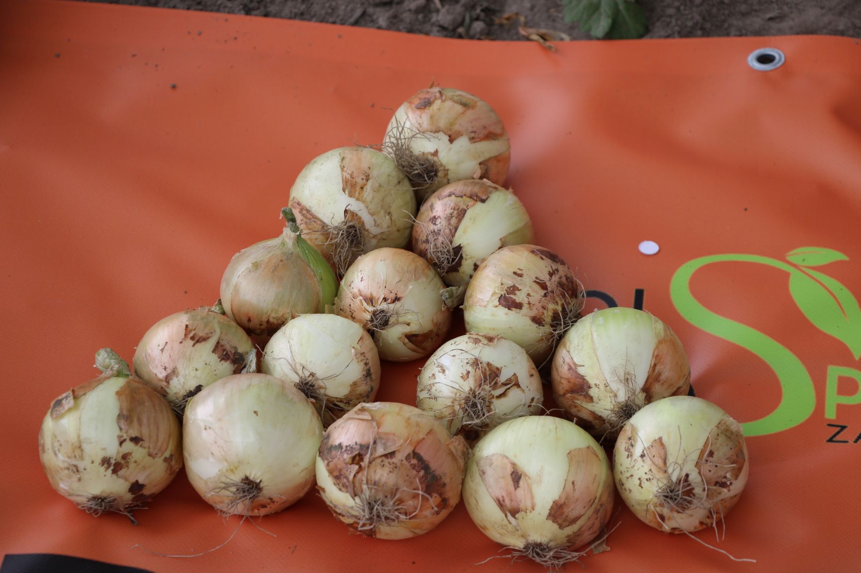 Dzień otwarty z cebulą zimującą od Cora Seeds - Warzywa Polowe