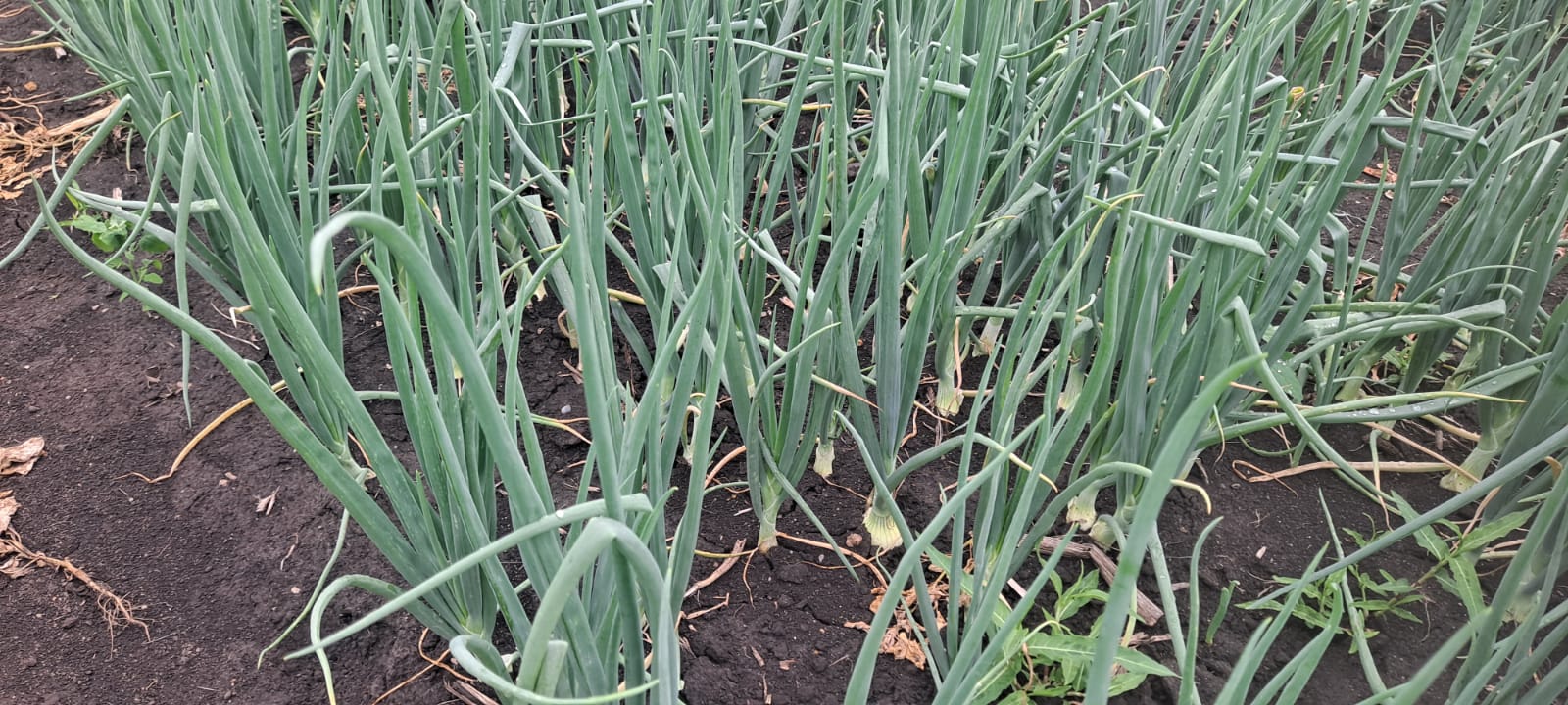 Znakomita plantacja cebuli na Dolnym Śląsku – początek lipca. FILM ...