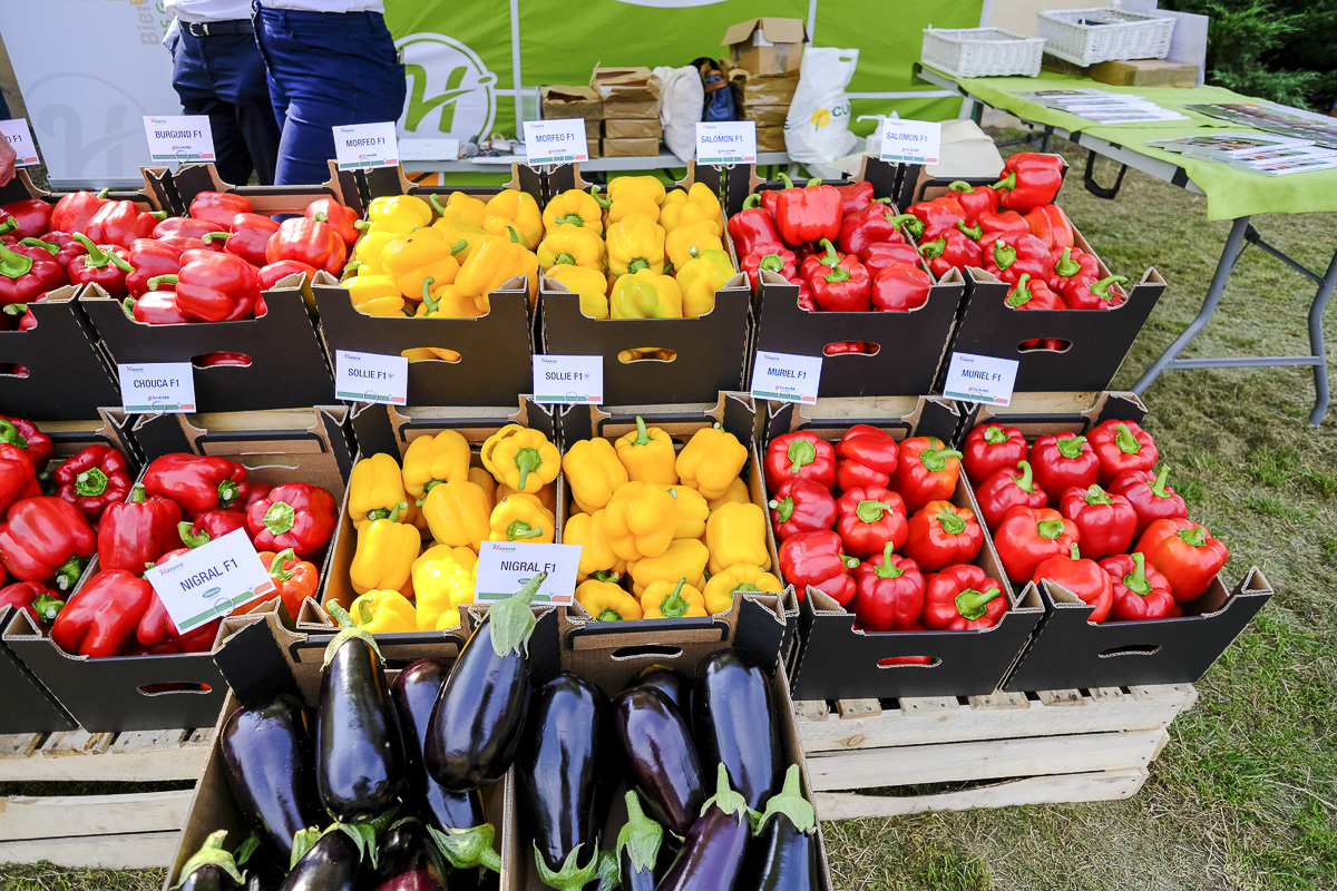 Uprawa papryki w tunelach – co warto wiedzieć? Cz. I – Odmiany - Warzywa Polowe