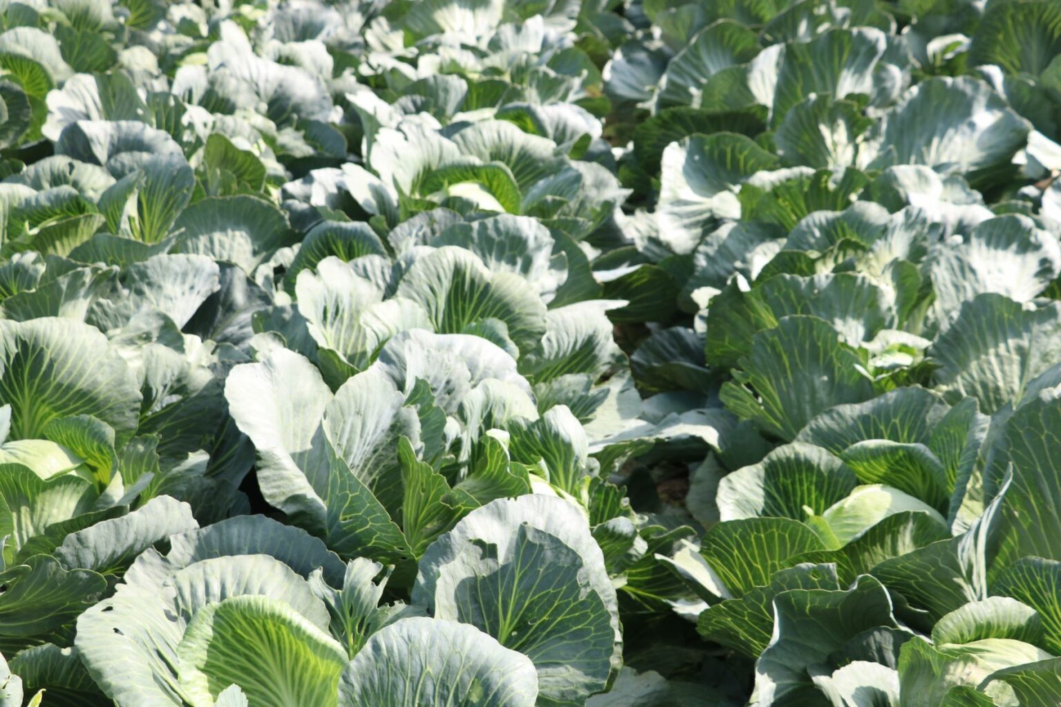 Nowe typy kapust i ich odmiany z Hazery - Charsznica 2021 - Warzywa Polowe