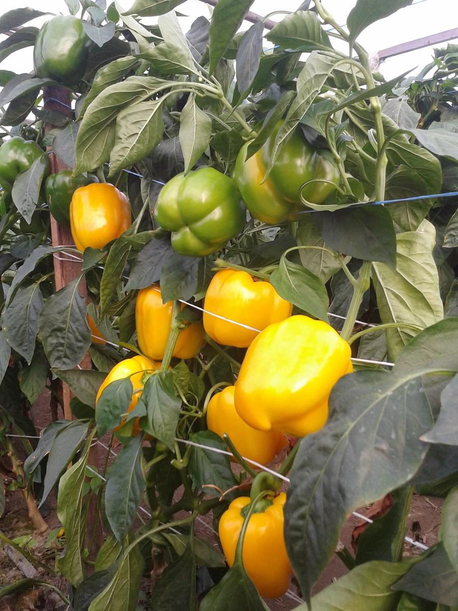 Trendy w uprawie papryki - Warzywa Polowe