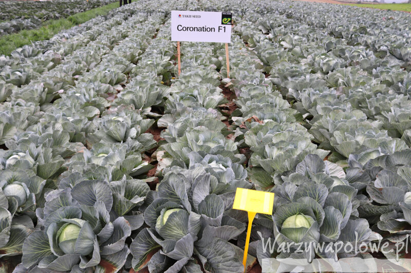 Odmiany kapust podążające za trendami rynkowymi - Warzywa Polowe