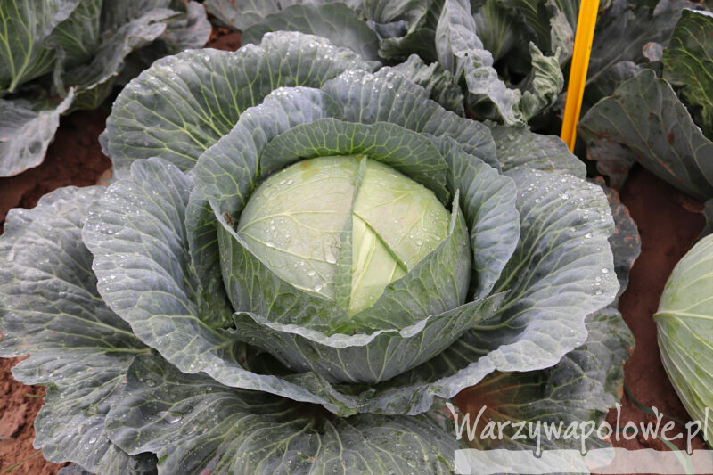 Odmiany kapust podążające za trendami rynkowymi - Warzywa Polowe