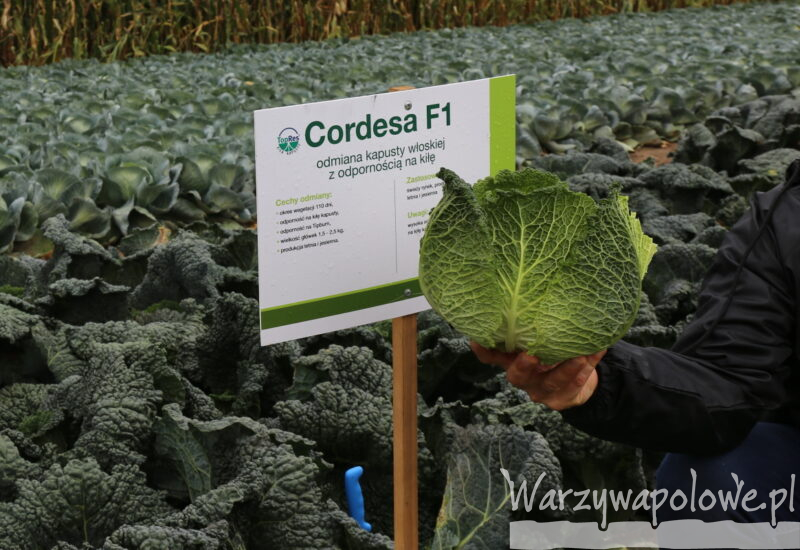 Nowa pekińska i odmiany włoskie w nowym typie - Warzywa Polowe