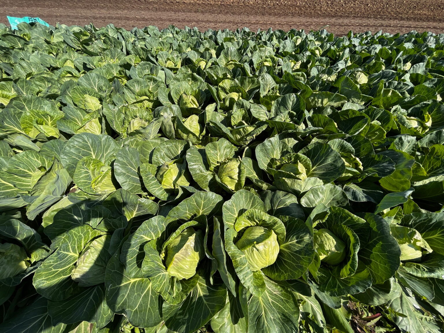 Nowe trendy w uprawie kapusty (cz. II) - odmiany kapust - Warzywa Polowe