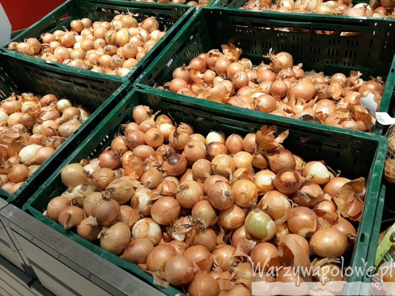 Ceny cebuli – hurt i detal - luty 2023 - Warzywa Polowe