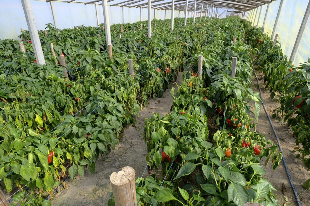 Dlaczego papryka więdnie? - Warzywa Polowe