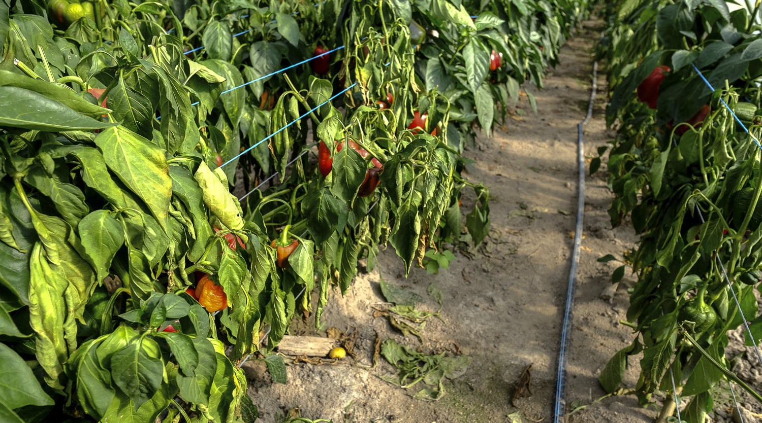 Dlaczego papryka więdnie? - Warzywa Polowe