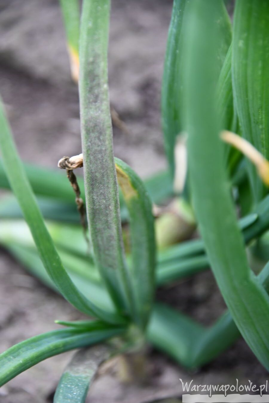 Pierwsze objawy mącznika rzekomego cebuli (komunikat warzywniczy 8 maja ...