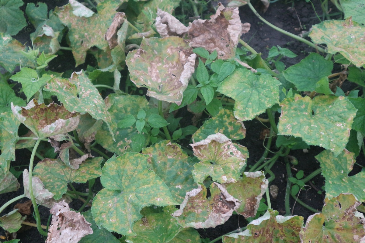 Deszczowo i chłodno – zabiegi na plantacjach warzyw polowych - Warzywa ...